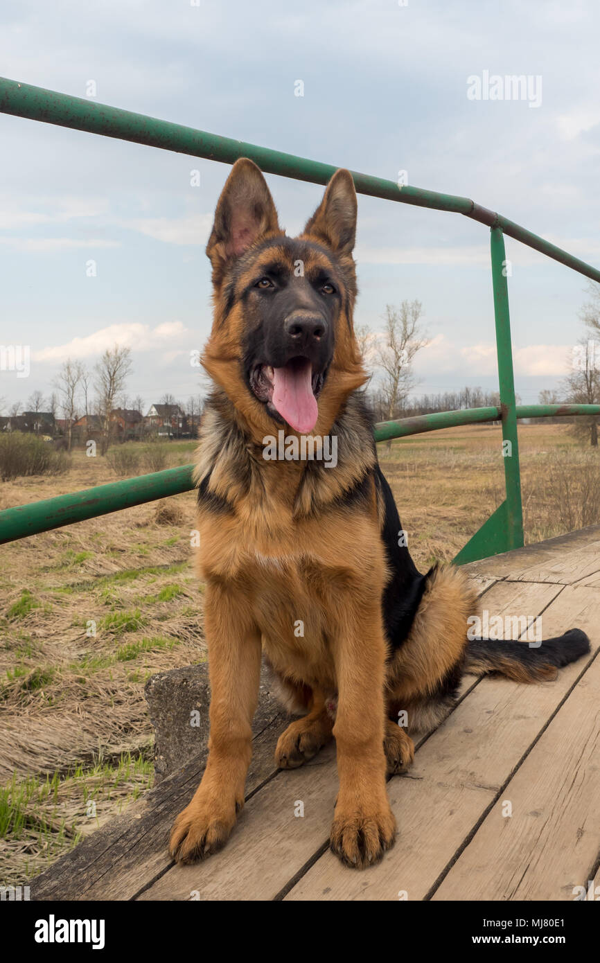Puppy German shepherd sitting on a wooden bridge Stock Photo - Alamy