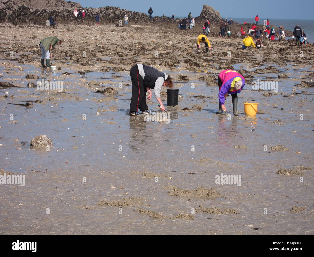 shell fishing on the foreshore at Martin beach Stock Photo - Alamy