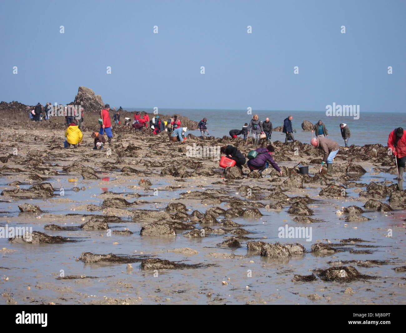 shell fishing on the foreshore at Martin beach Stock Photo - Alamy