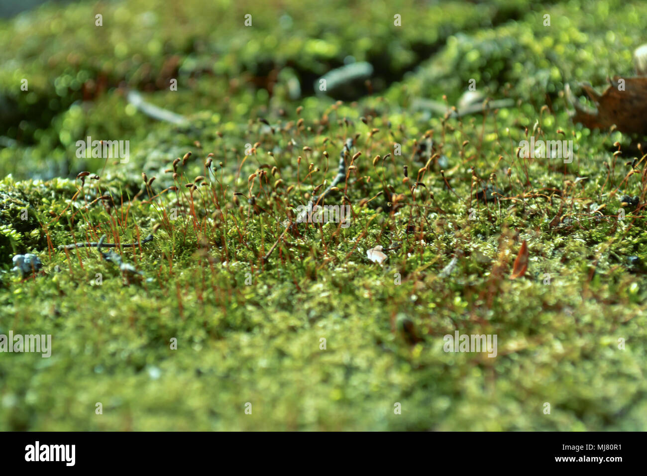 Deep forest closeup. Light light closeup moss Stock Photo - Alamy