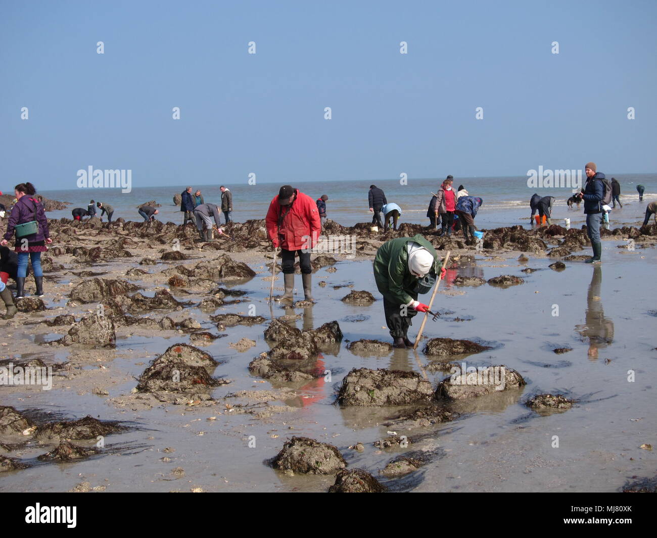 shell fishing on the foreshore at Martin beach Stock Photo - Alamy