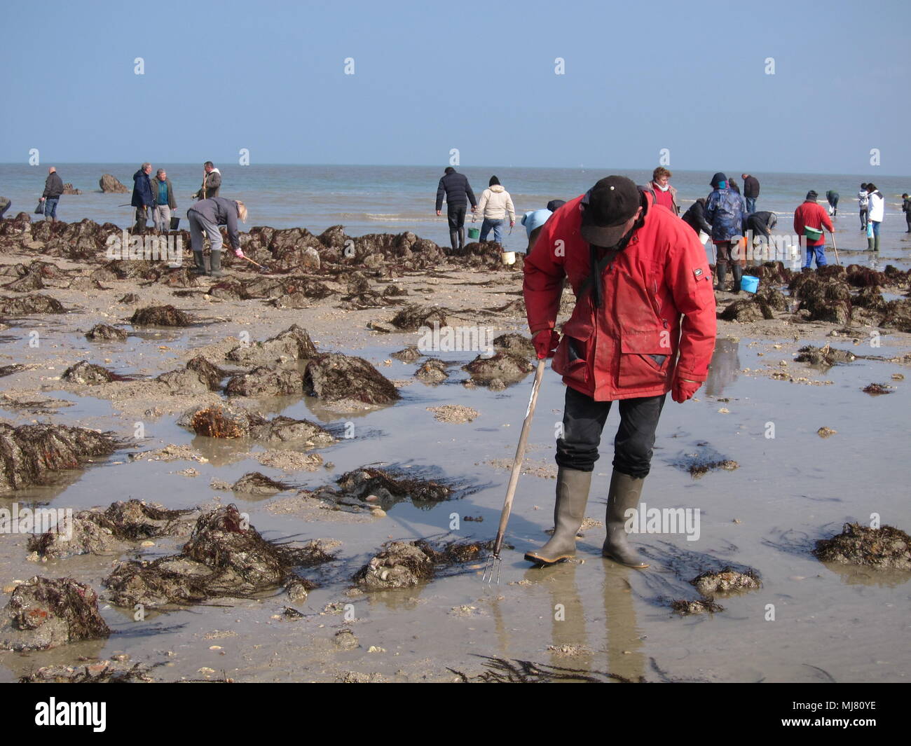 shell fishing on the foreshore at Martin beach Stock Photo - Alamy