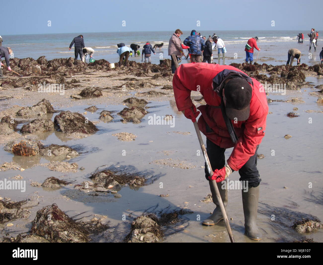 shell fishing on the foreshore at Martin beach Stock Photo - Alamy