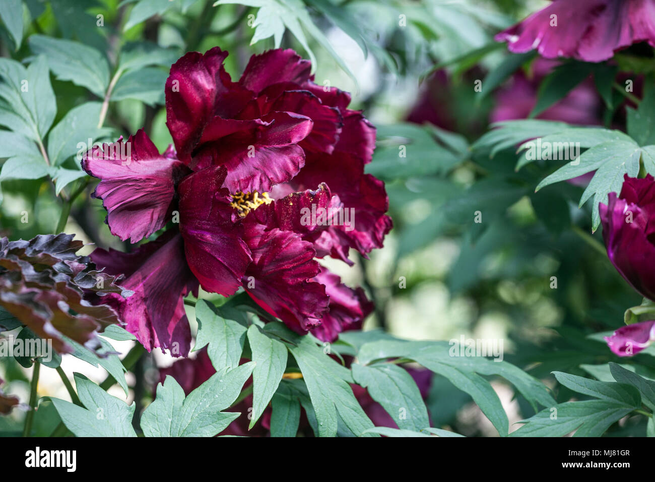 Paeonia suffruticosa ' Gypsy Primabalerina ' - Japanese Tree Peony, Red ...