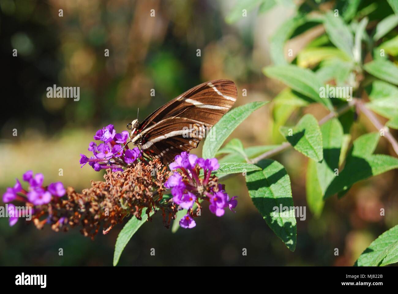 Zebra Longwing Butterfly - Heliconius charitonia, Danville Science ...