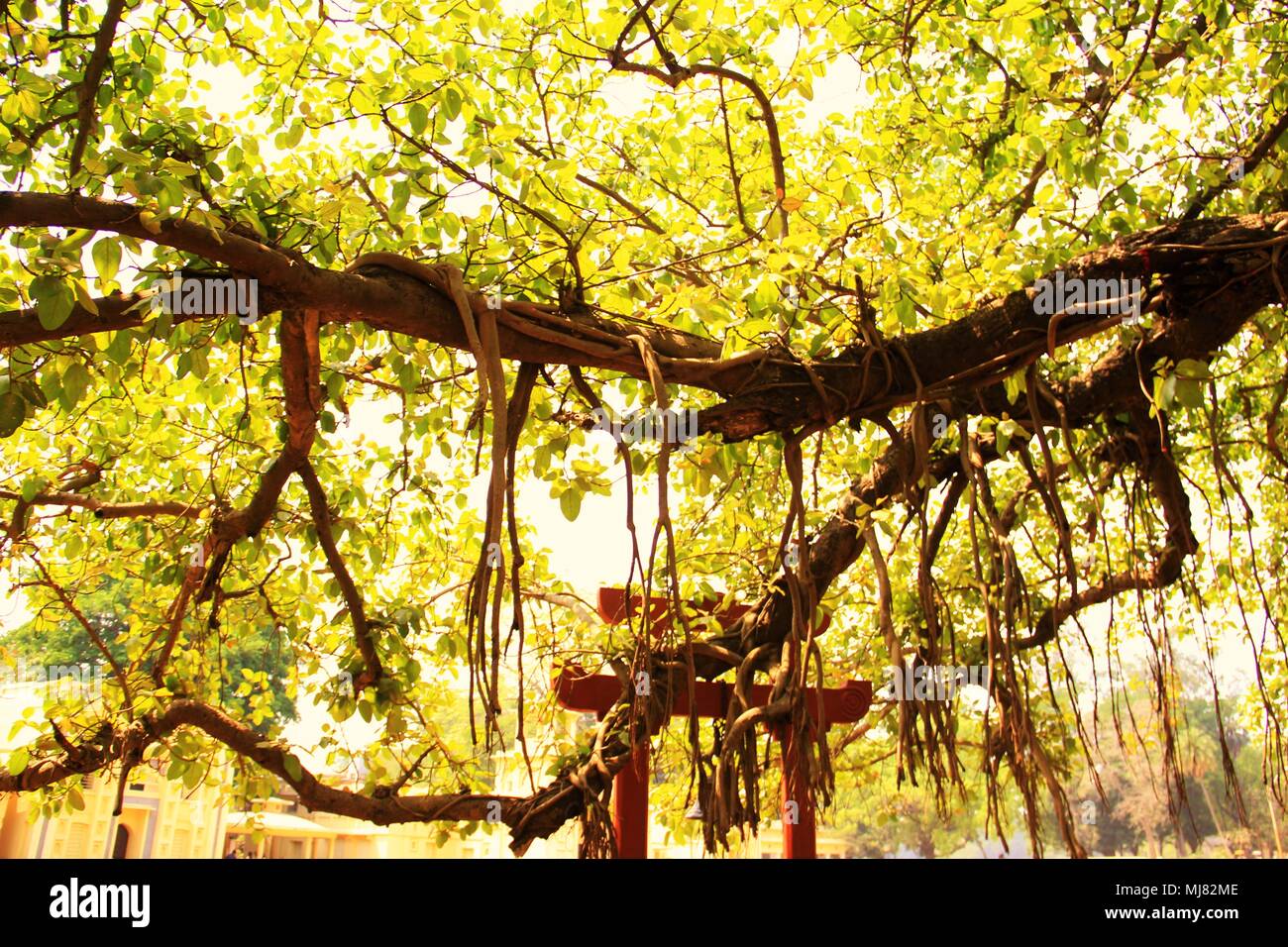 Ektara instrument hi-res stock photography and images - Alamy