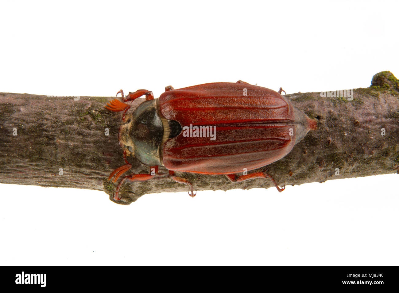 European cockroach hi-res stock photography and images - Alamy