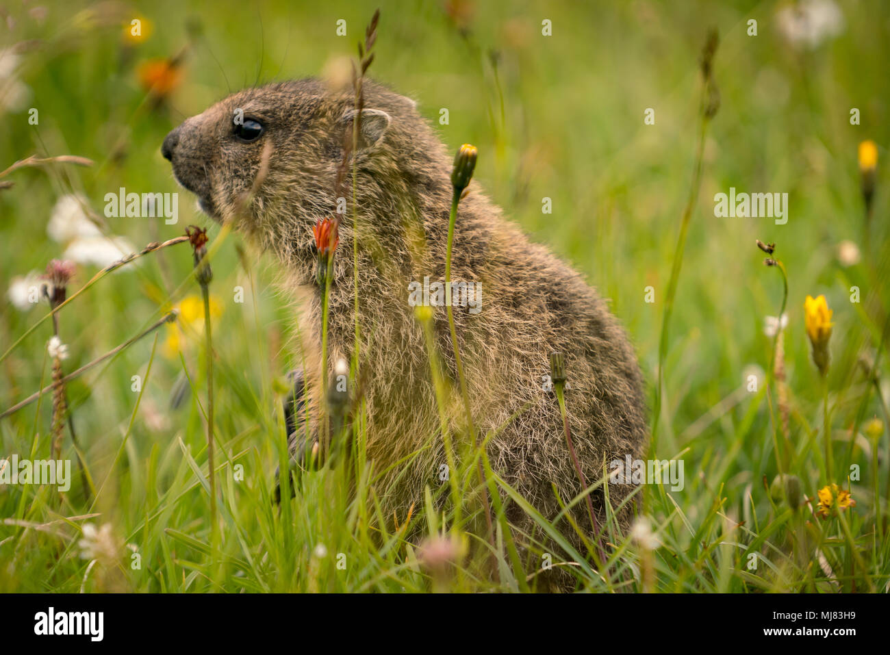 Alpine marmot baby hi-res stock photography and images - Alamy