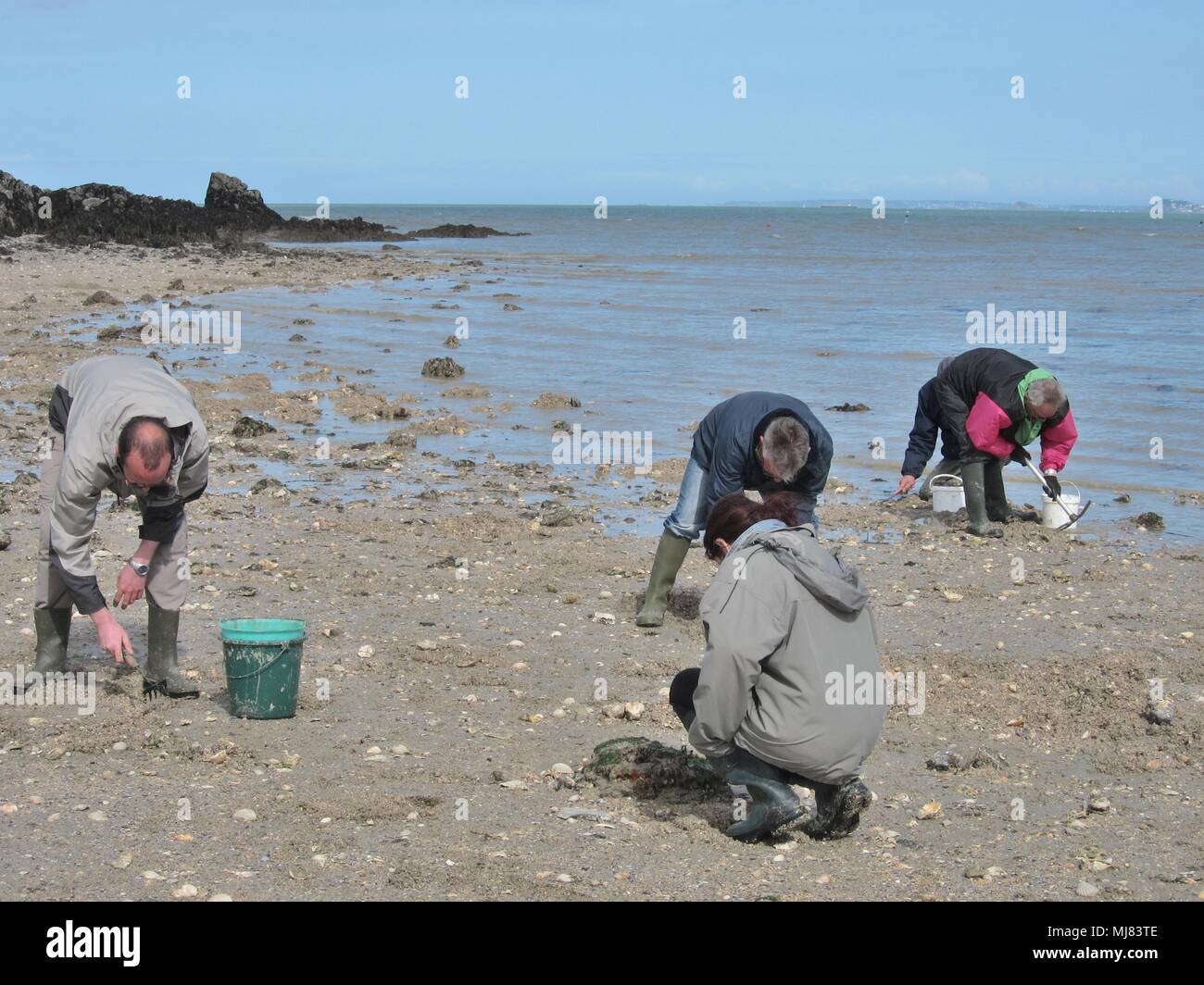 shell fishing on the foreshore at Martin beach Stock Photo - Alamy