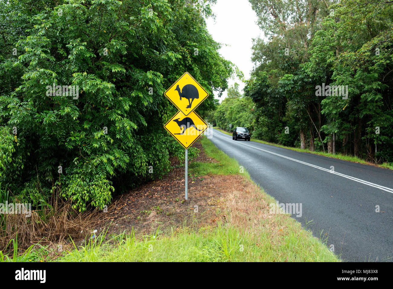 Kangaroo and Cassowary road signs Stock Photo - Alamy