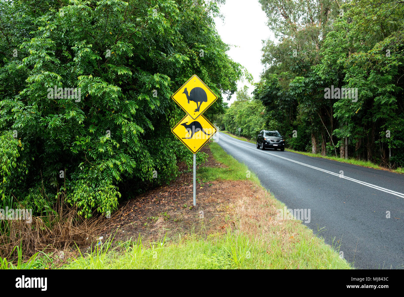 Kangaroo and Cassowary road signs Stock Photo - Alamy