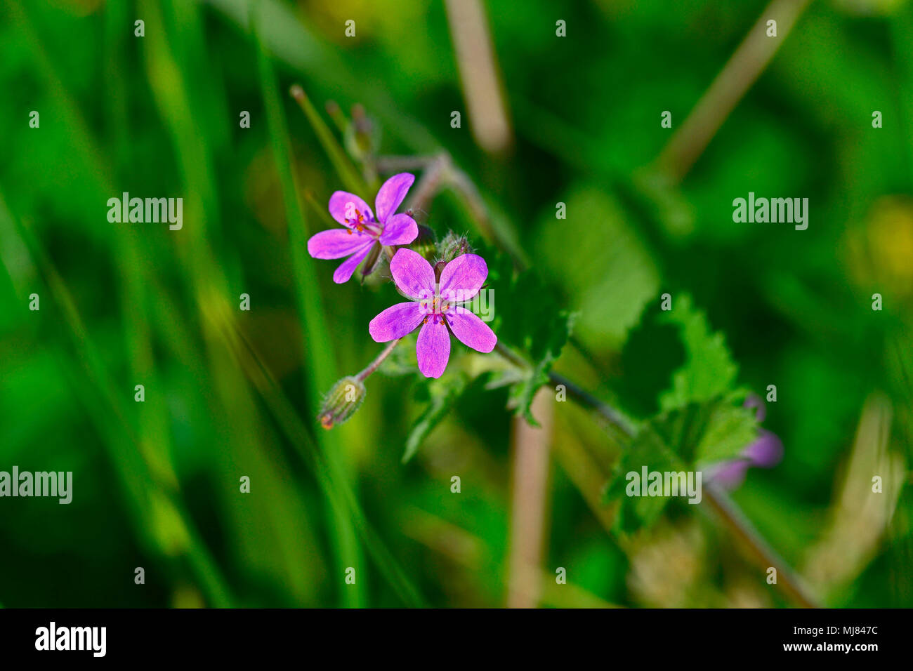 Erodium cicutarium hi-res stock photography and images - Alamy