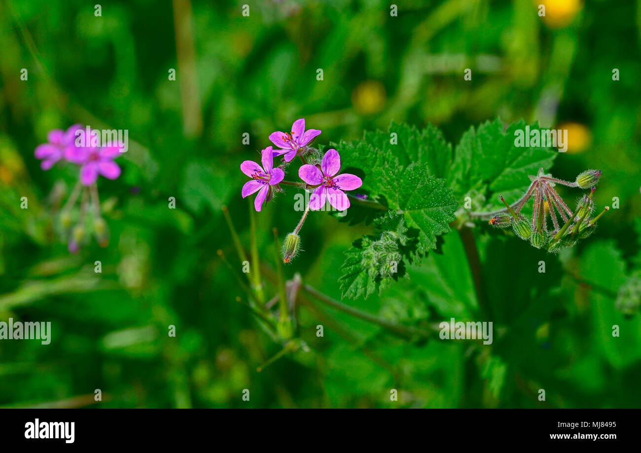 Erodium cicutarium hi-res stock photography and images - Alamy