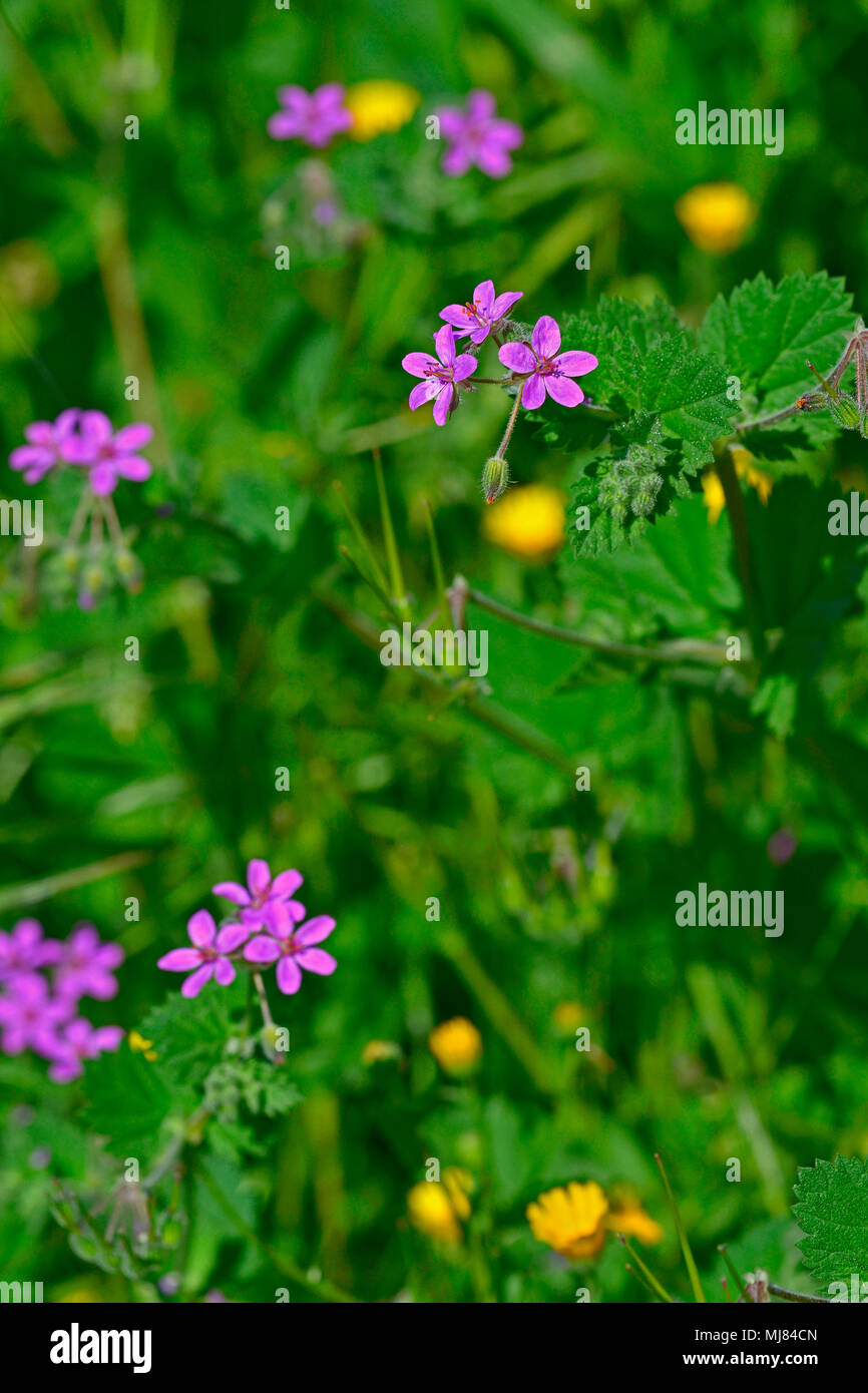 Erodium cicutarium hi-res stock photography and images - Alamy