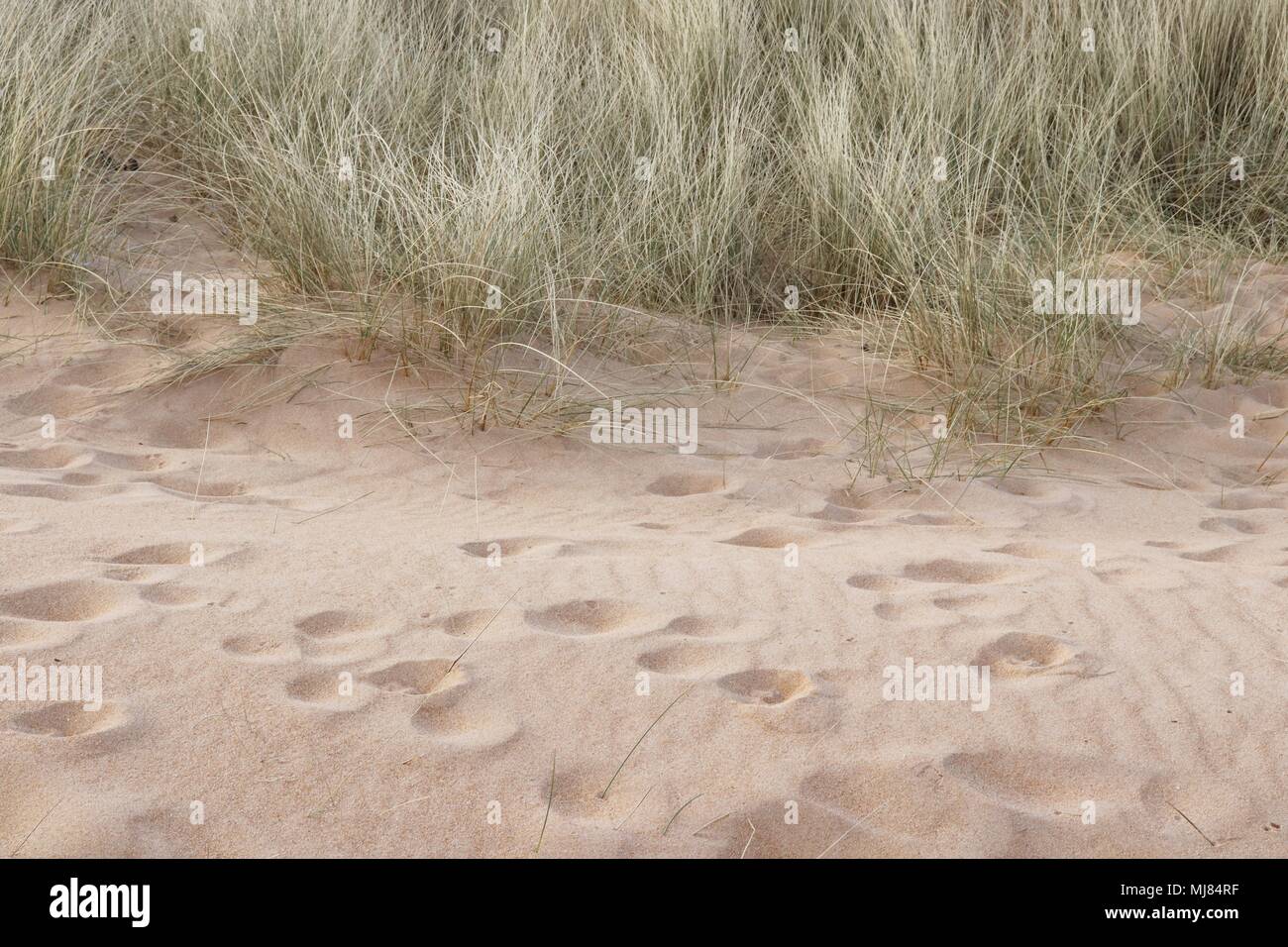 Marks in sand Stock Photo - Alamy