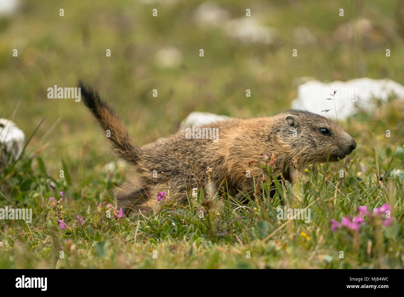 Beautiful marmot hi-res stock photography and images - Alamy
