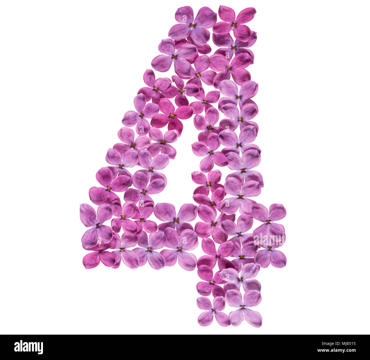 Arabic numeral 4, four, from flowers of lilac, isolated on white ...