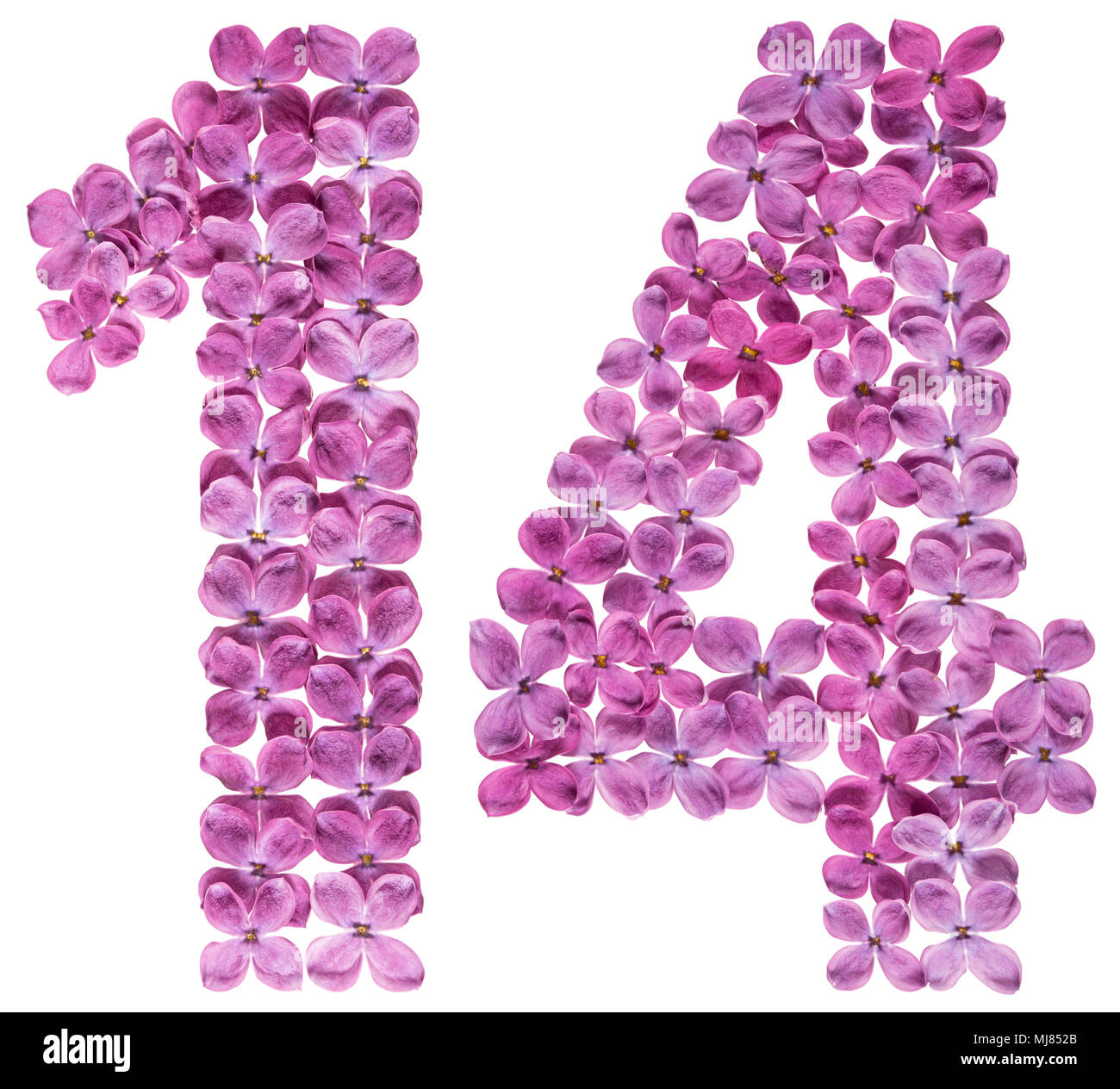 Arabic numeral 14, fourteen, from flowers of lilac, isolated on white ...