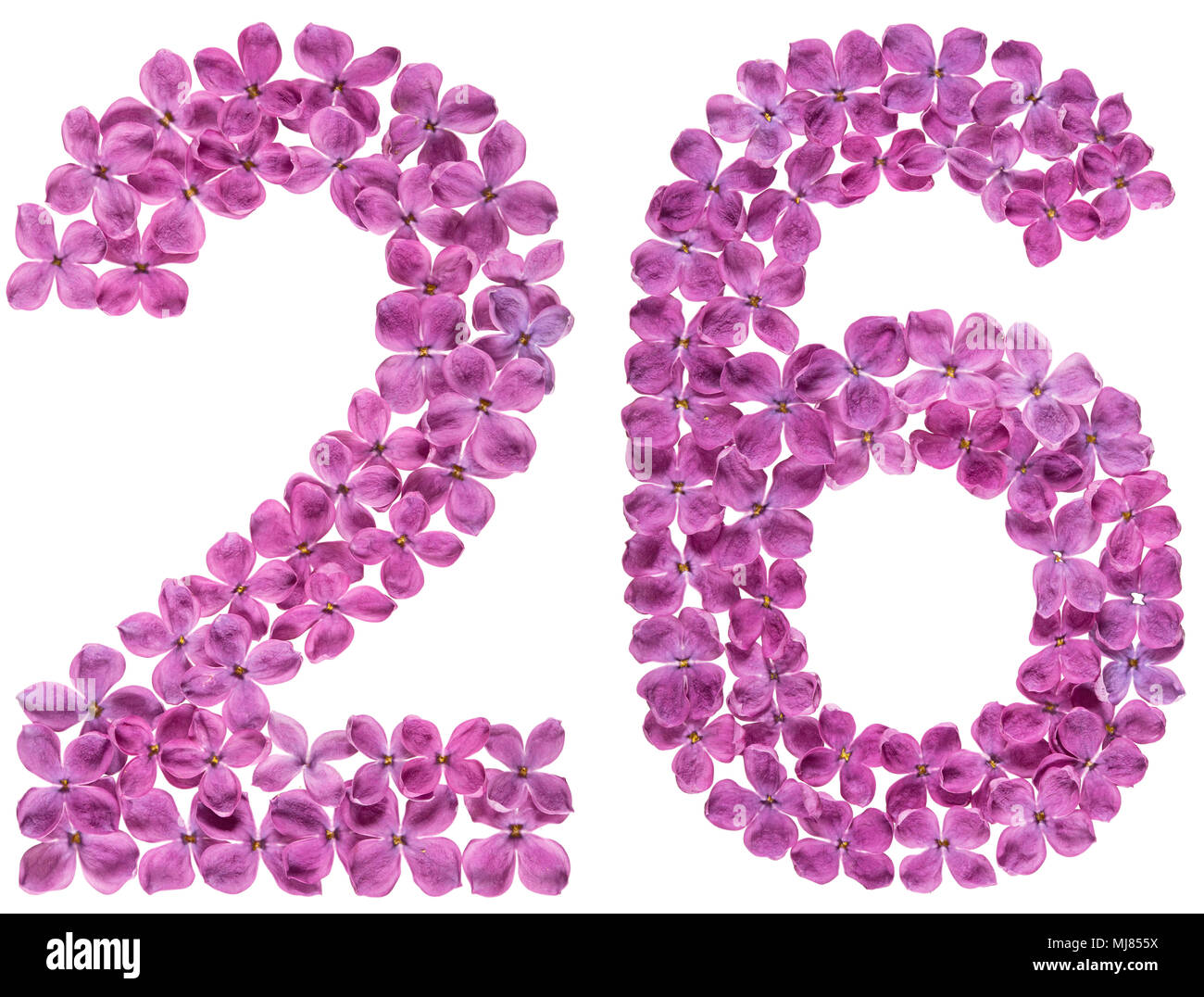 Arabic numeral 26, twenty six, from flowers of lilac, isolated on white ...