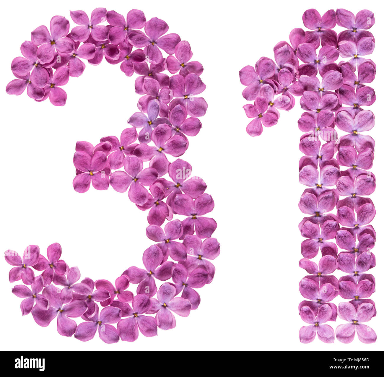 Arabic numeral 31, thirty one, from flowers of lilac, isolated on white ...
