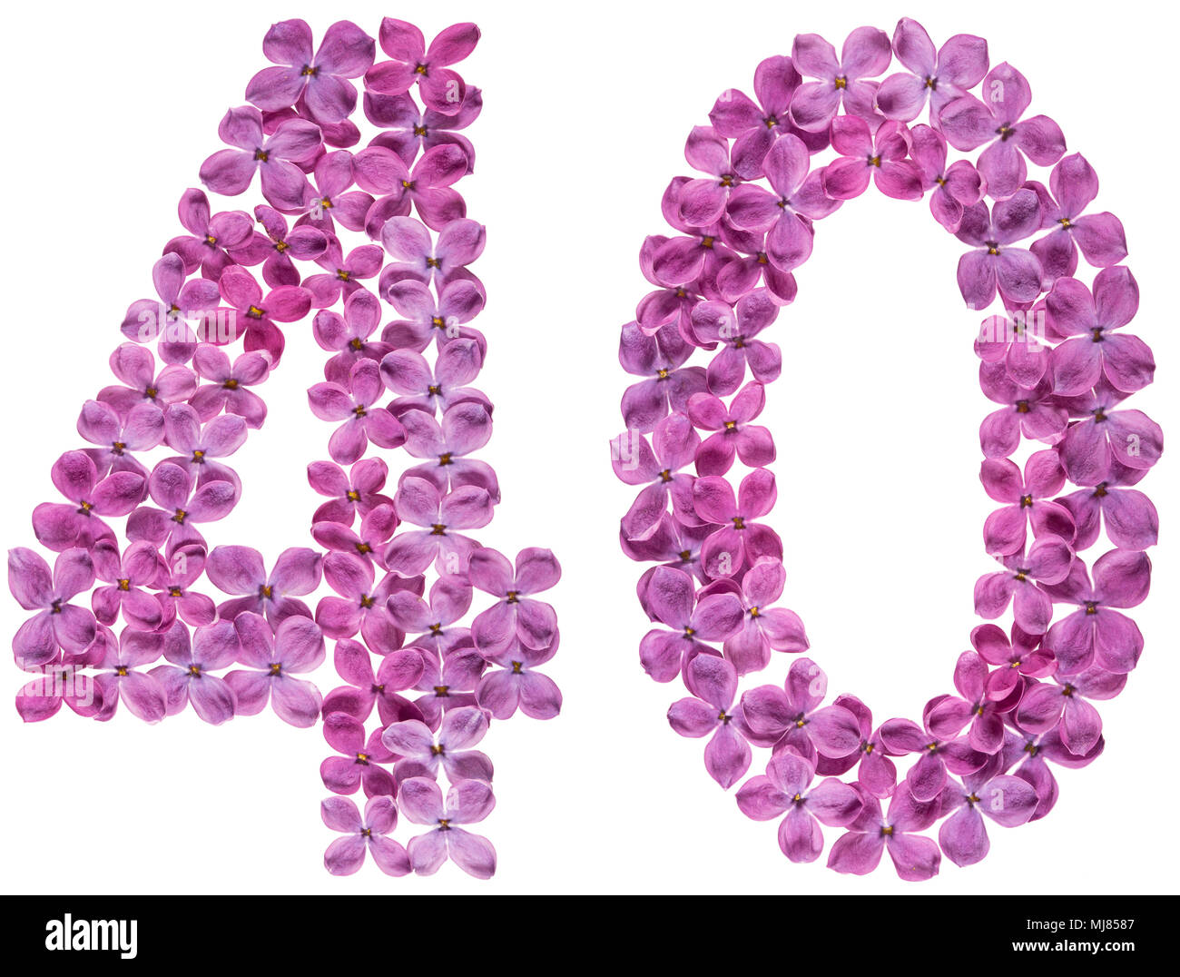 Arabic numeral 40, forty, from flowers of lilac, isolated on white ...