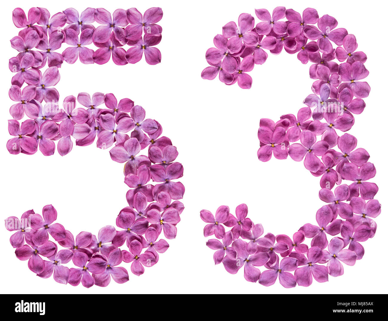 Arabic numeral 53, fifty three, from flowers of lilac, isolated on ...
