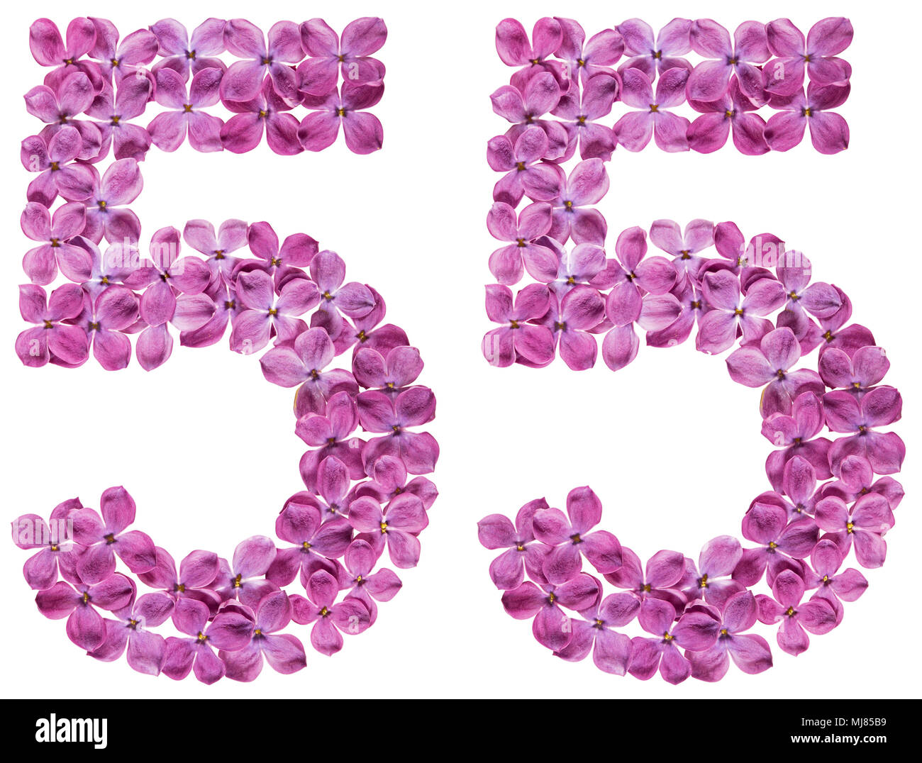 Arabic numeral 55, fifty five, from flowers of lilac, isolated on white ...