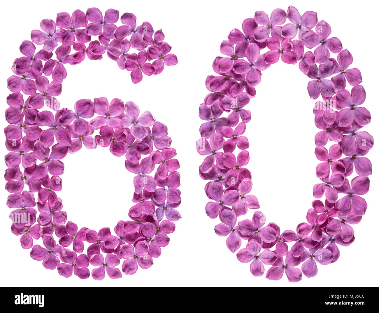 Arabic numeral 60, sixty, from flowers of lilac, isolated on white ...