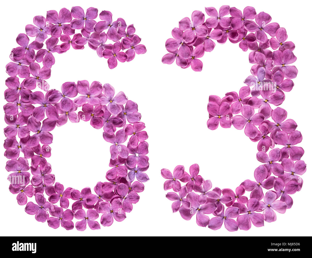 Arabic numeral 63, sixty three, from flowers of lilac, isolated on ...