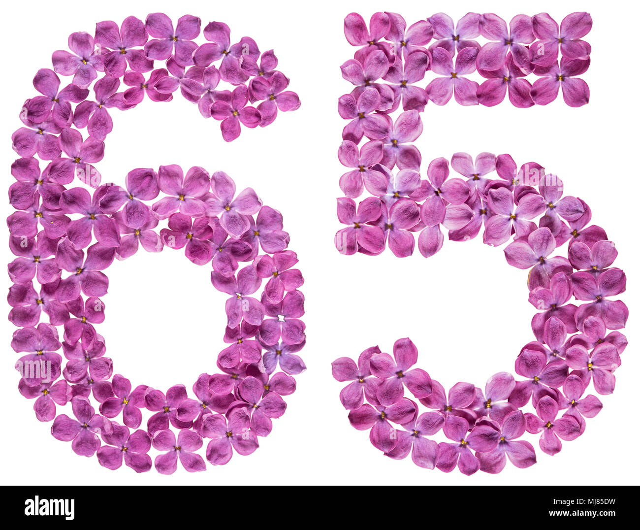 Arabic numeral 65, sixty five, from flowers of lilac, isolated on white ...