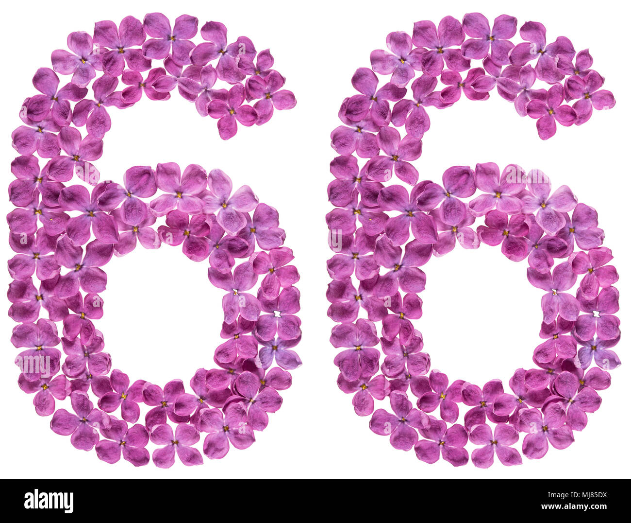 Arabic numeral 66, sixty six, from flowers of lilac, isolated on white ...