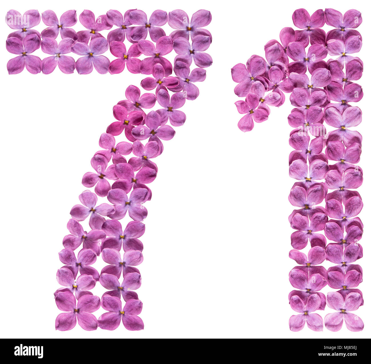 Arabic numeral 71, seventy one, from flowers of lilac, isolated on ...
