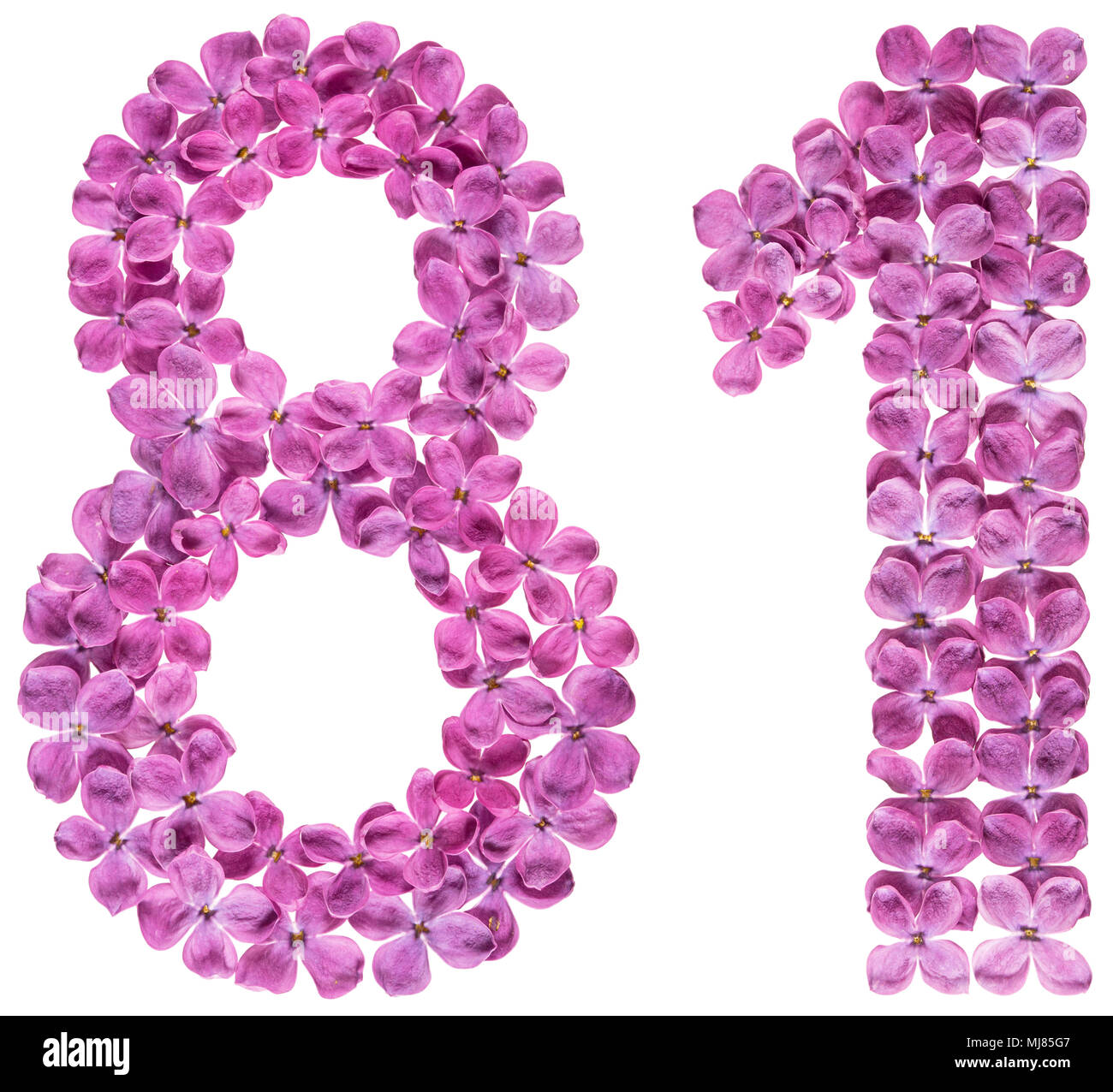 Arabic numeral 81, eighty one, from flowers of lilac, isolated on white ...