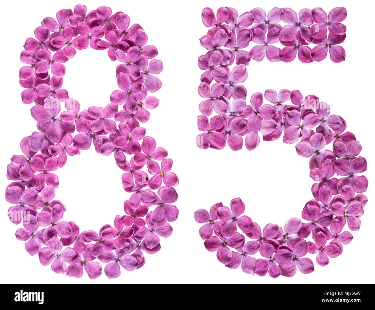 Arabic numeral 85, eighty five, from flowers of lilac, isolated on ...