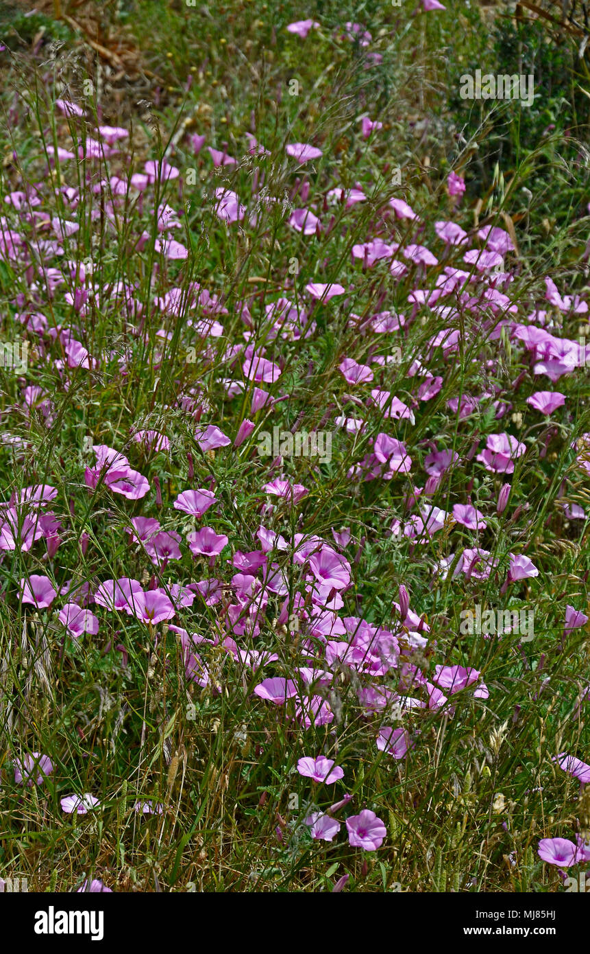 Convolvulus hi-res stock photography and images - Alamy