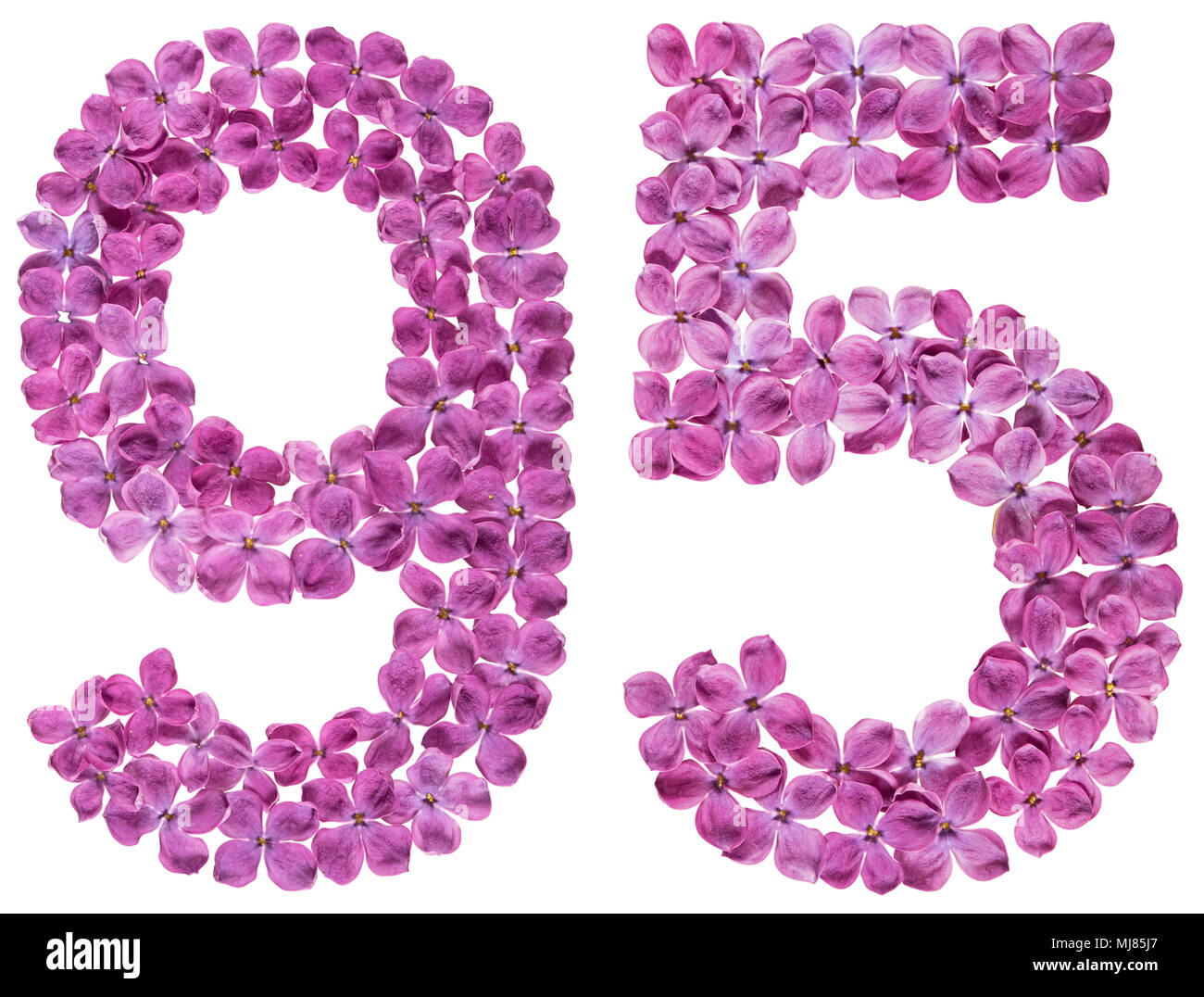 Arabic numeral 95, ninety five, from flowers of lilac, isolated on ...
