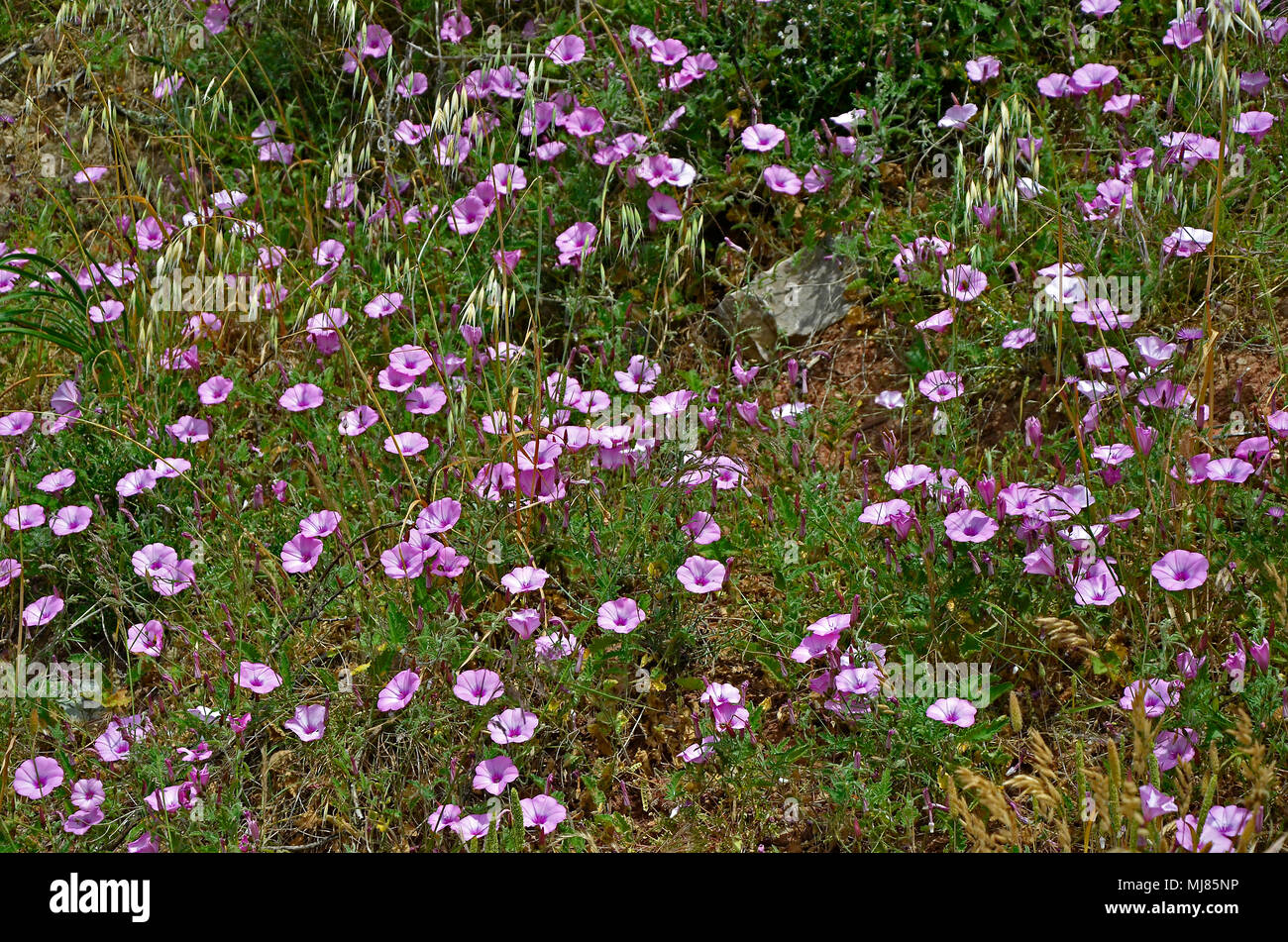 Pink Flowers Convolvulus High Resolution Stock Photography and Images ...