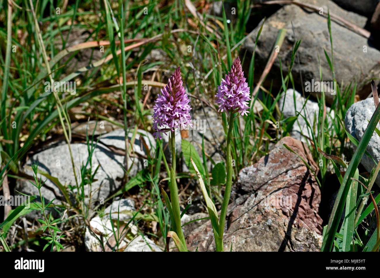 Close up of Anacamptis pyramidalis, Pyramidal orchid growing wild in ...