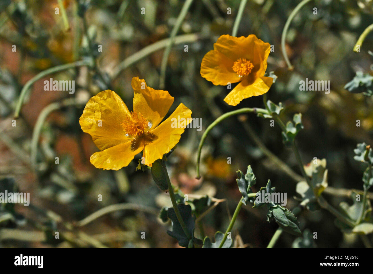 Yellow flowers in cyprus hi-res stock photography and images - Alamy