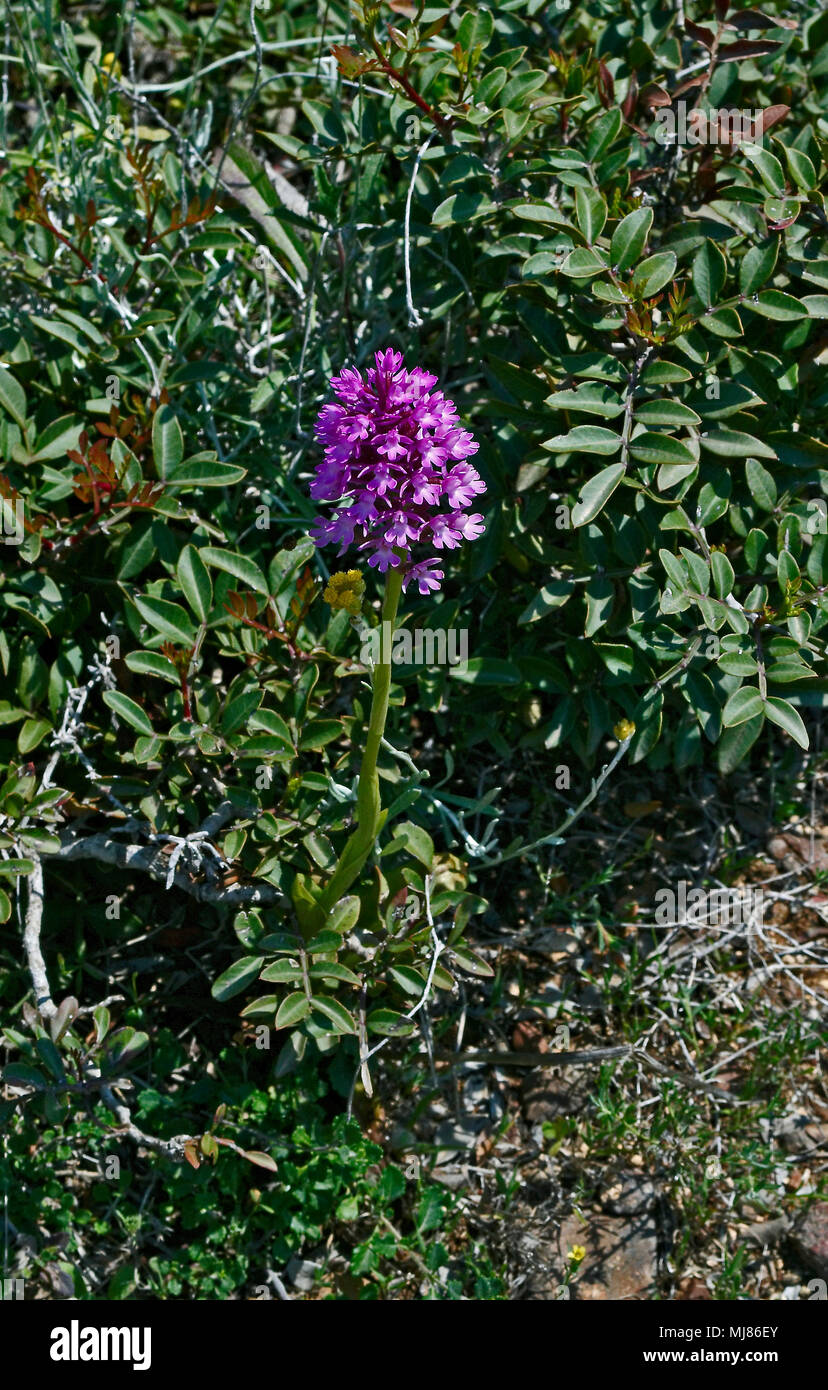 Purple Flowers Of Cyprus High Resolution Stock Photography and Images ...