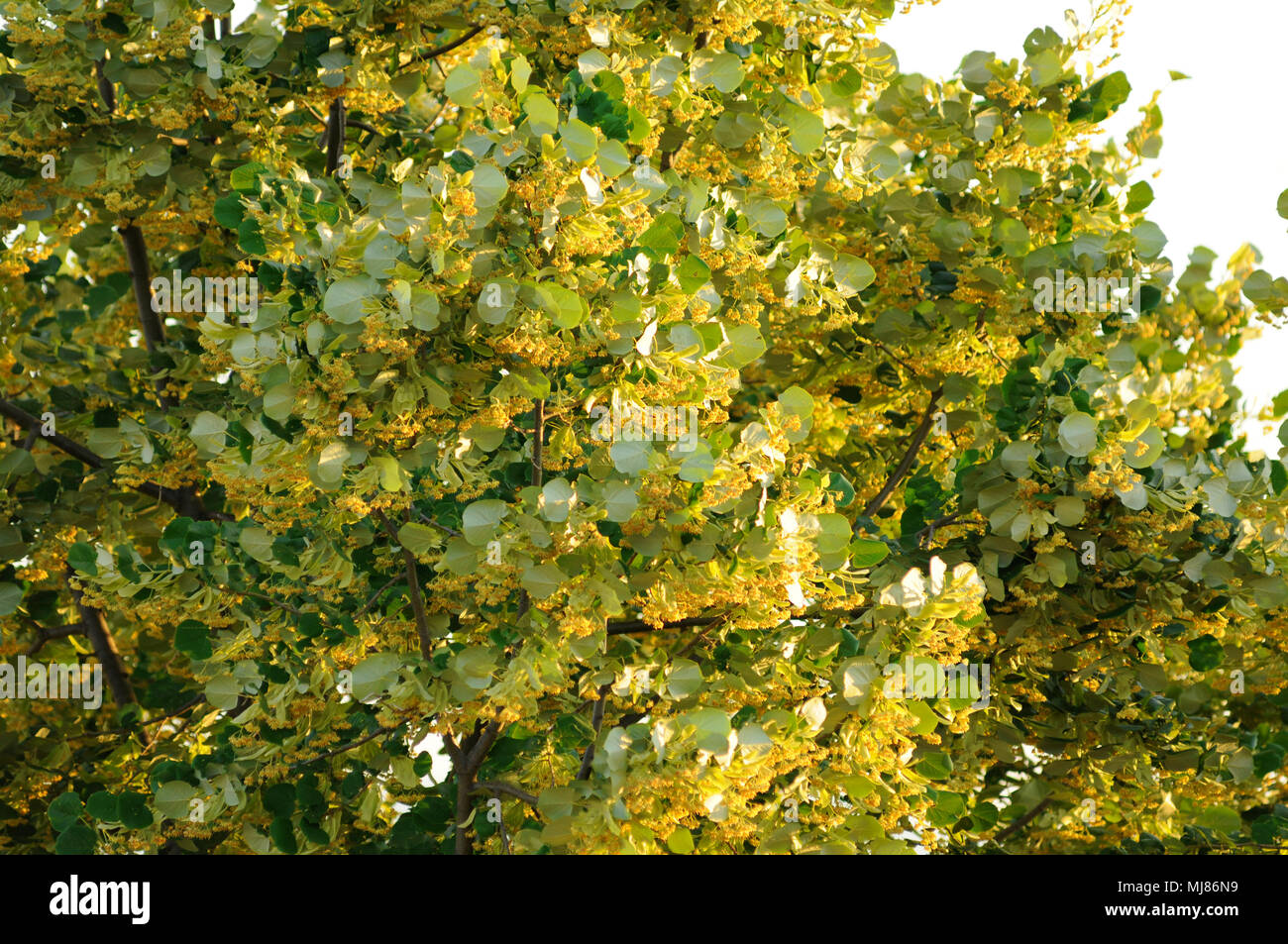 Linden tree in bloom background Stock Photo - Alamy