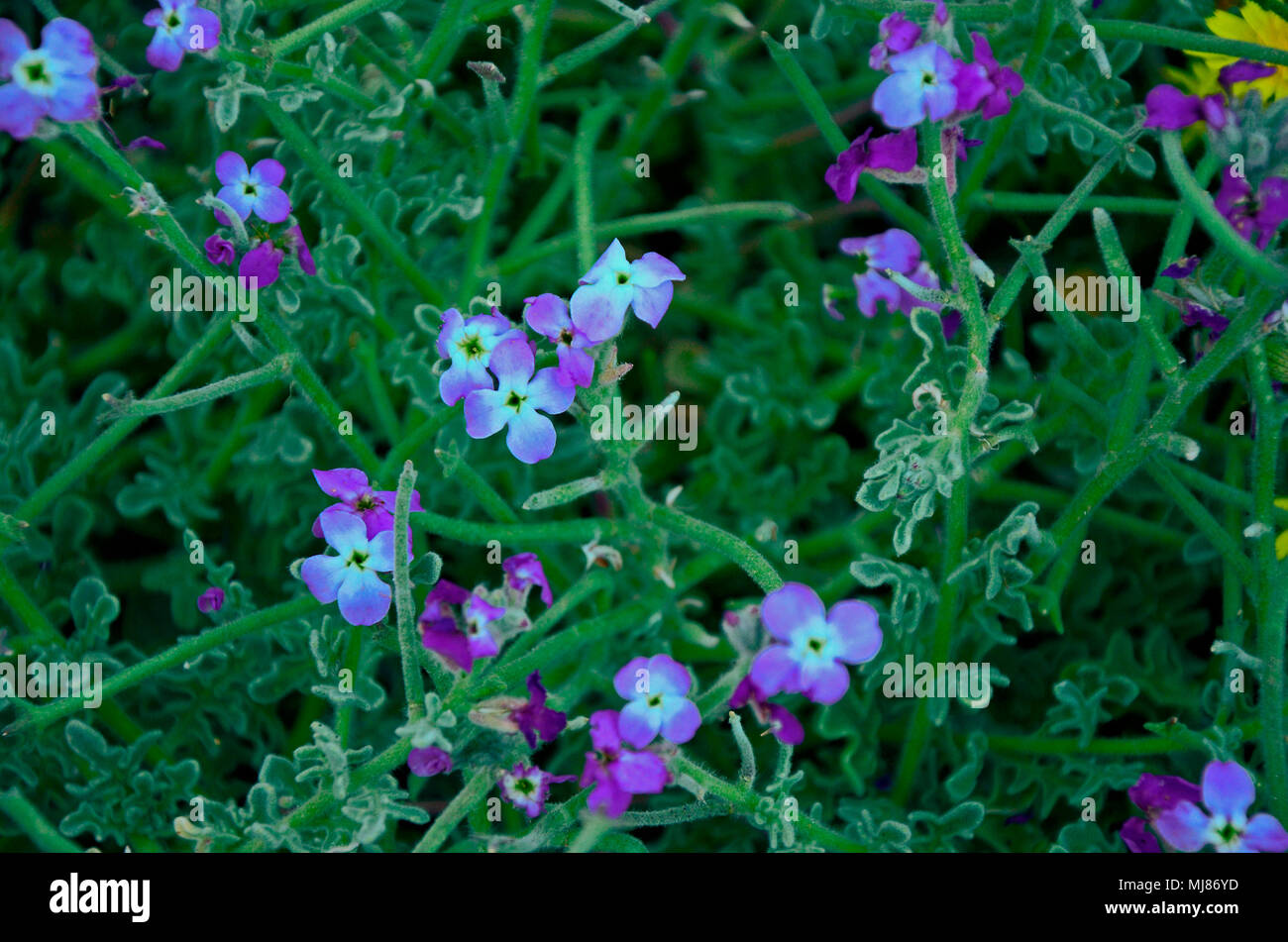 Matthiola tricuspidata hi-res stock photography and images - Alamy