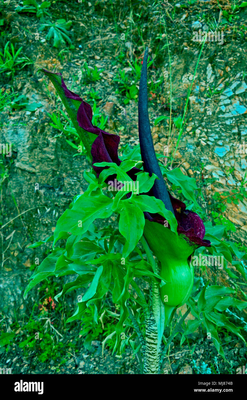 Dracunculus vulgaris hi-res stock photography and images - Alamy