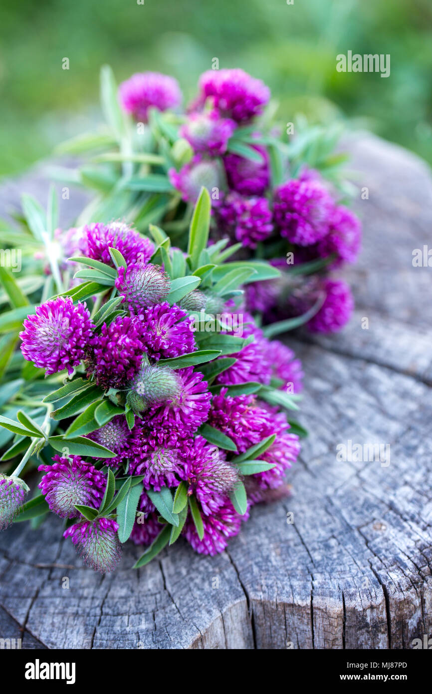 bouquets of clover Stock Photo - Alamy