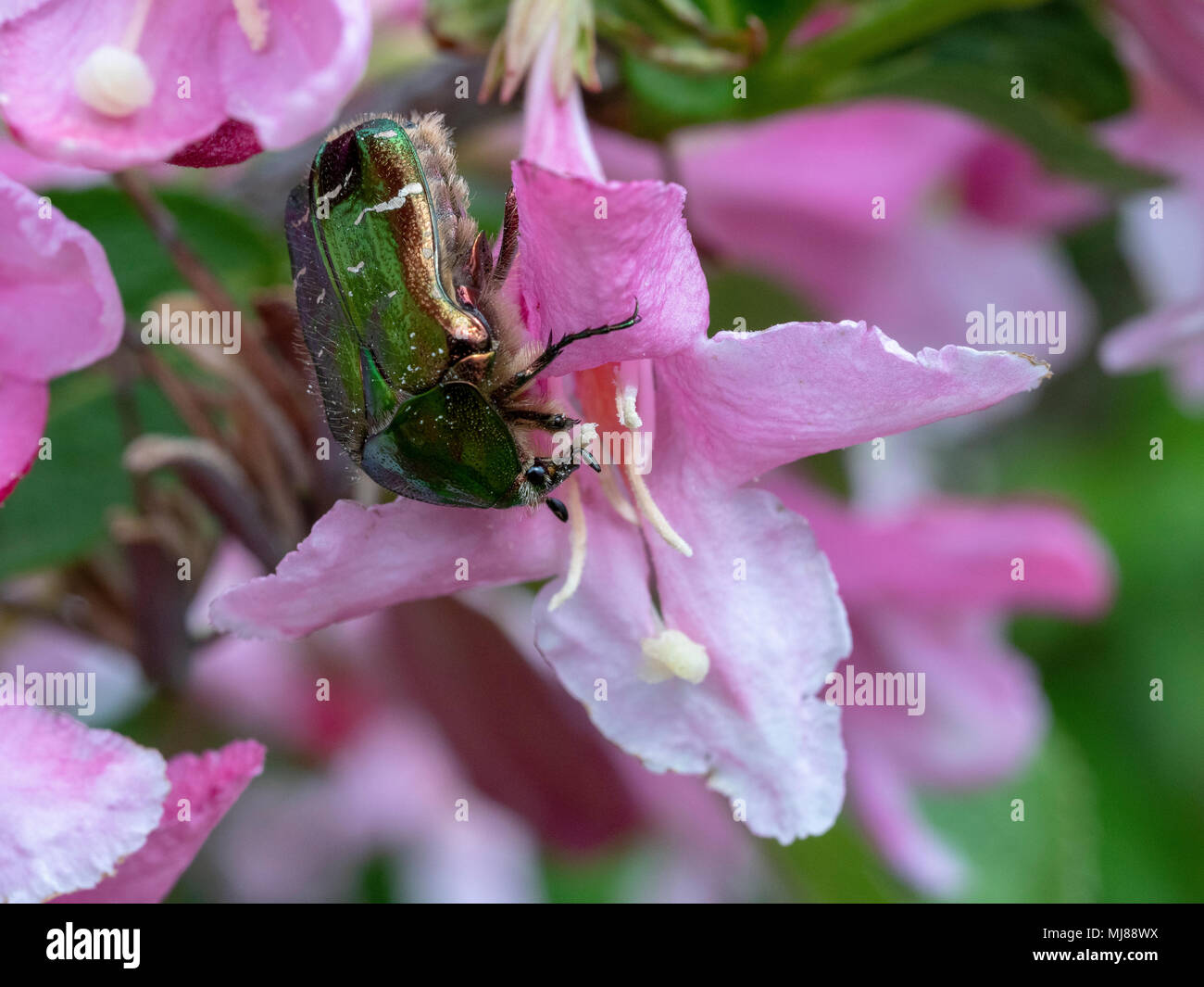 Cetonia aurata on weigela flower Stock Photo - Alamy