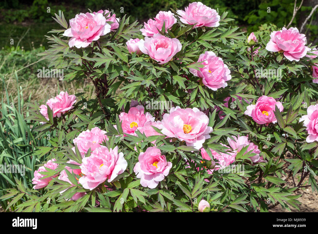Paeonia suffruticosa ' Yachiyo tsubaki '- Tree Peony in garden Peonies ...