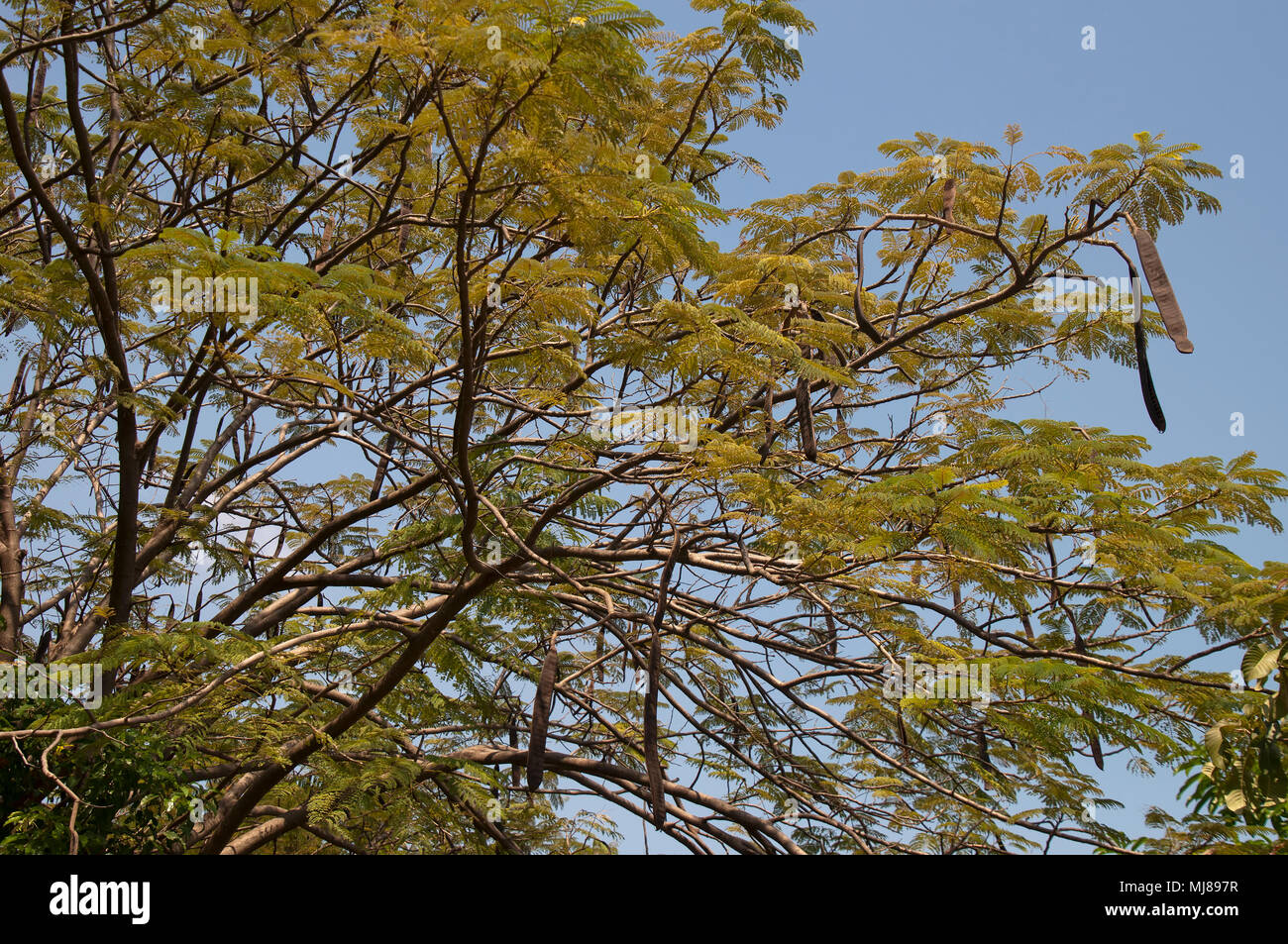 Phnom Penh Cambodia, branches of a Tamarind tree with pods with blue ...