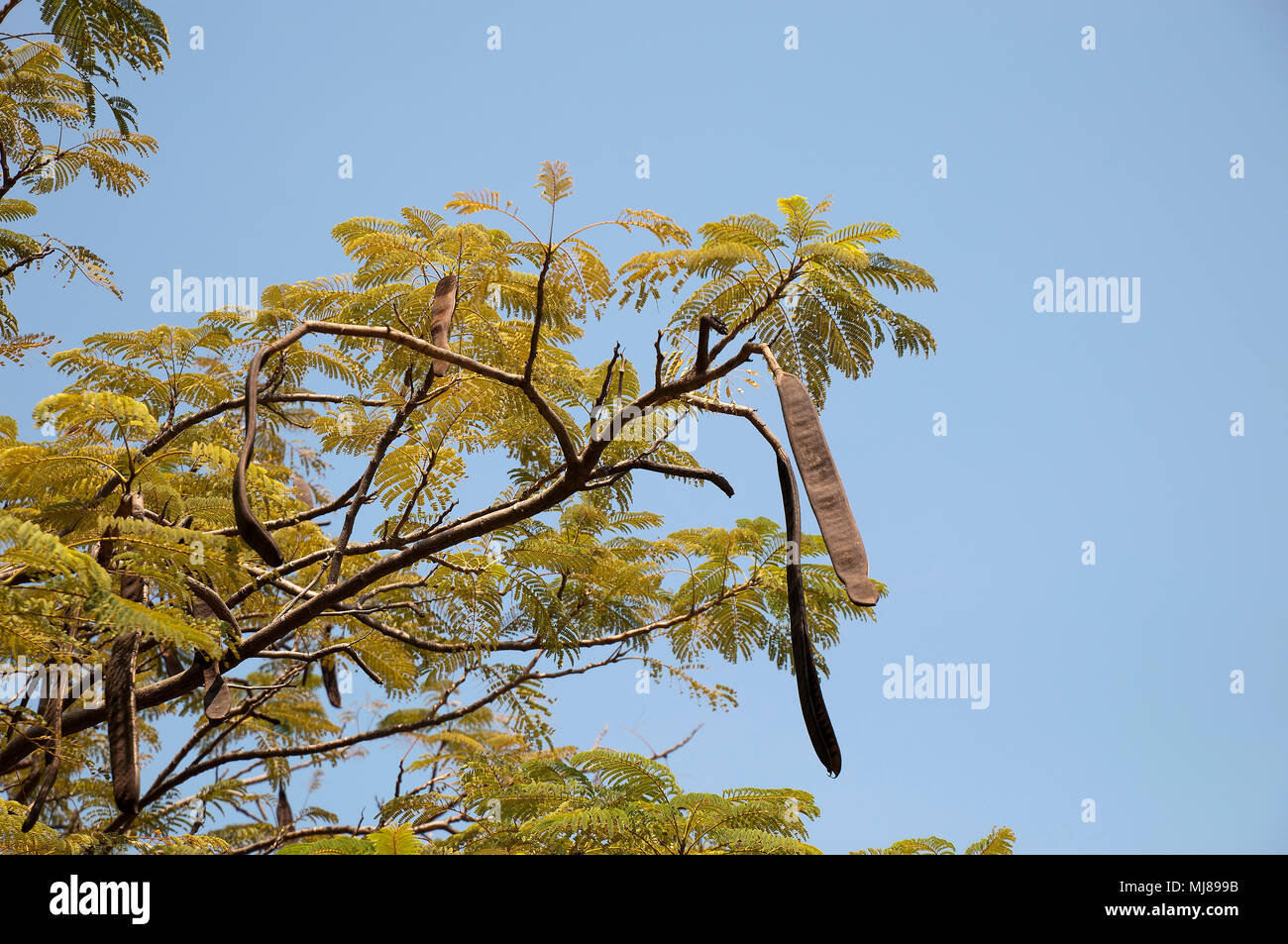 Phnom Penh Cambodia, branches of a Tamarind tree with pods Stock Photo ...