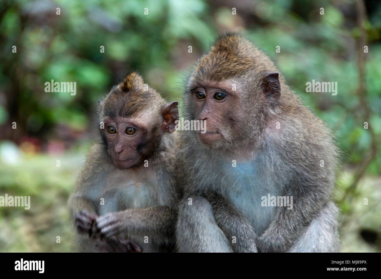 Sacred Monkey Forest Sanctuary. Bali, Ubud Stock Photo - Alamy