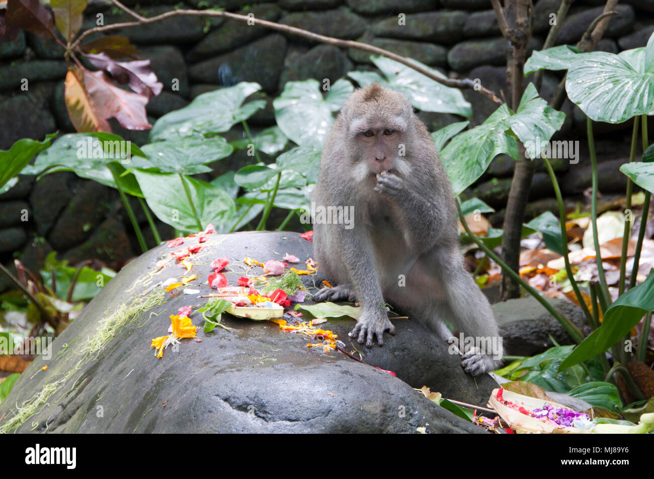 Sacred Monkey Forest Sanctuary. Bali, Ubud Stock Photo - Alamy